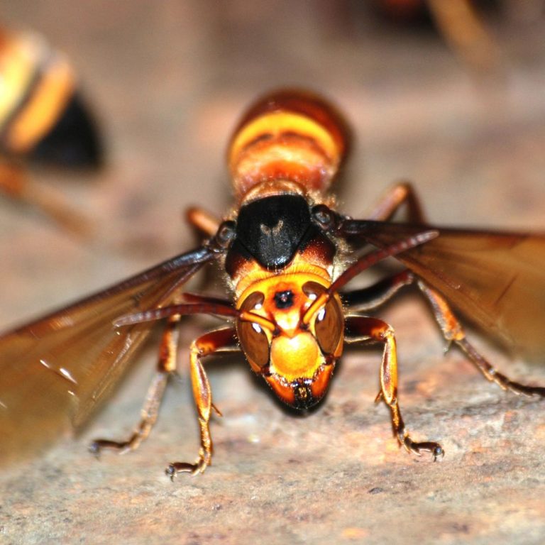 Bee Wasp Control St Charles MO | Pezz Pest Control