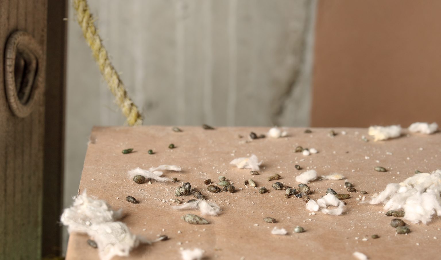 Rat Droppings | Safe Cleanup Tips and Prevention