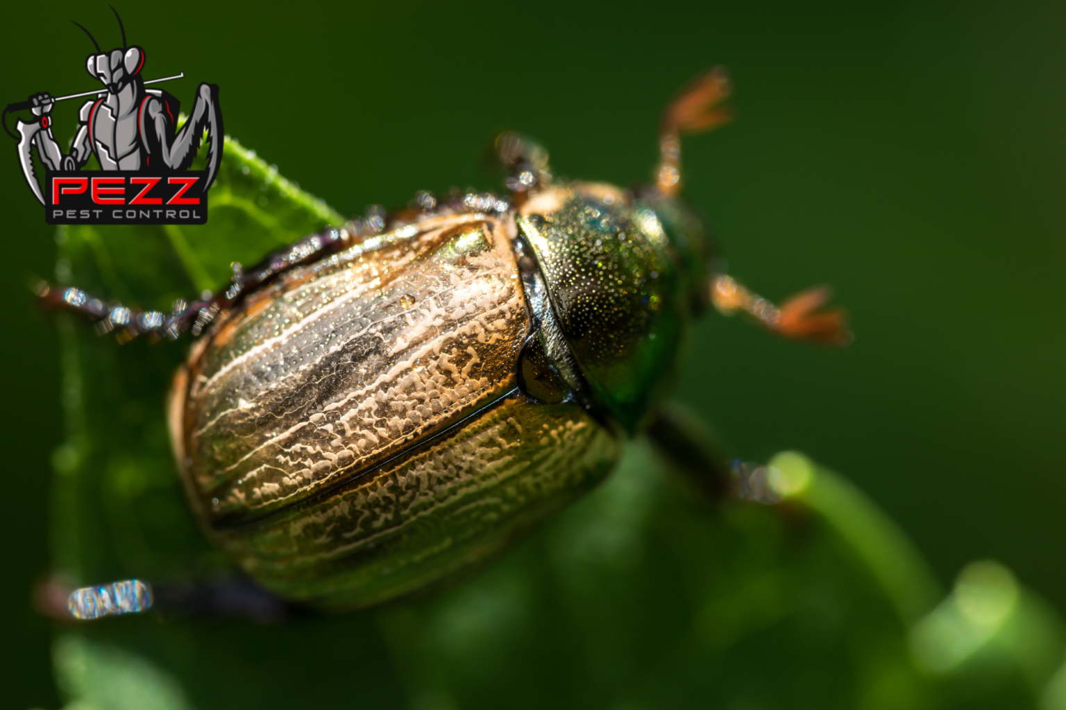Can Beetles Bite? What to Know About Different Species
