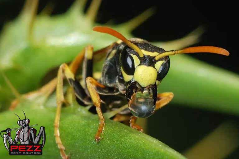 What Do Wasps Eat? A Look Inside Their Surprising Diet