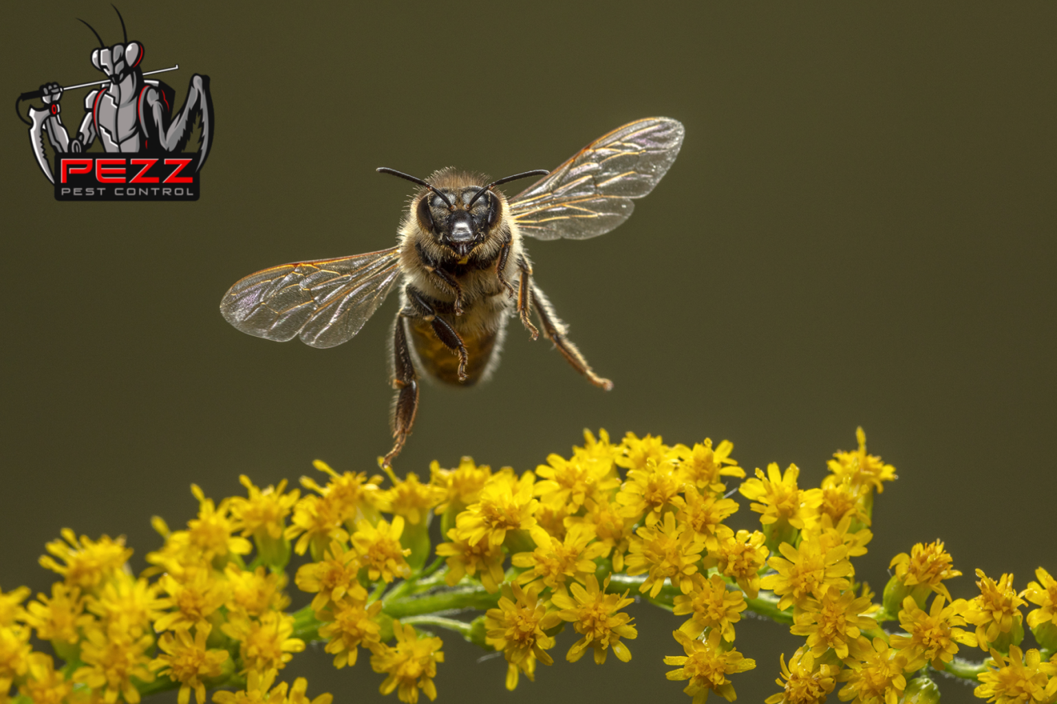 How Long Do Bees Live? Discover Their Life Cycle