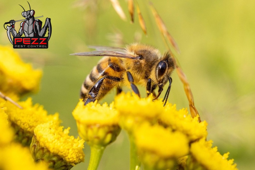 How Long Do Bees Live? Discover Their Life Cycle